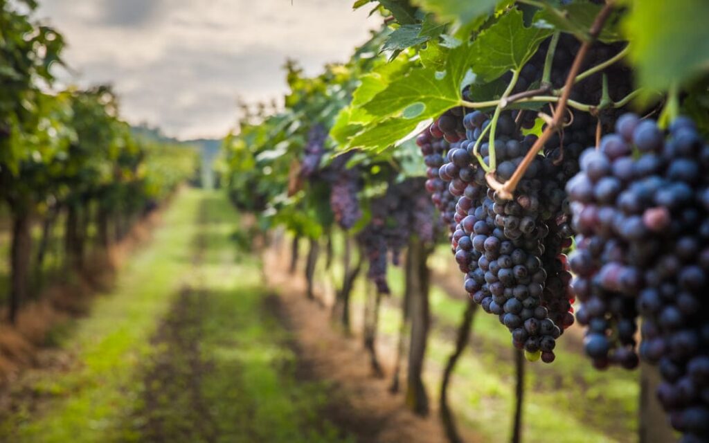 Top 10 Vini Toscani da Provare Assolutamente nel 2025 - TuscanMansions.com
